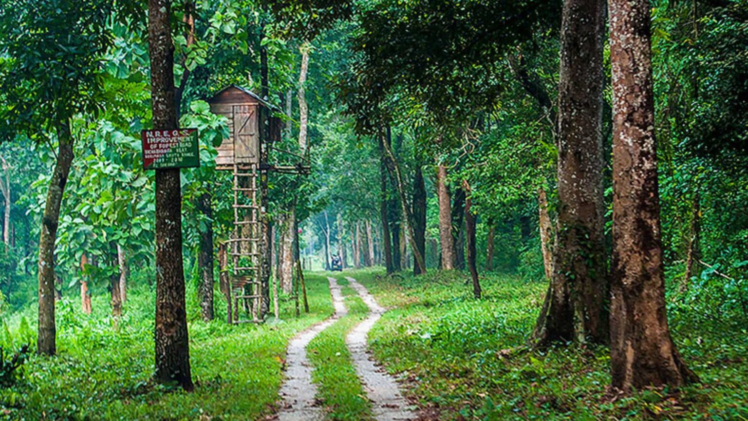 These Are the 5 Best Places to Visit in Lataguri