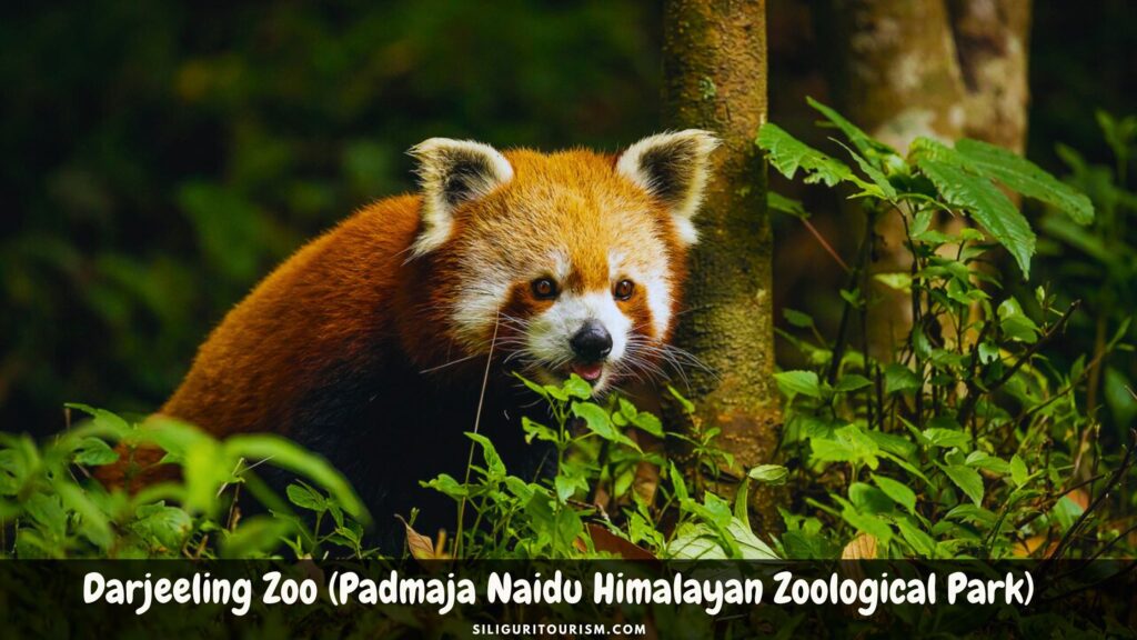 Darjeeling Zoo or Padmaja Naidu Himalayan Zoological Park